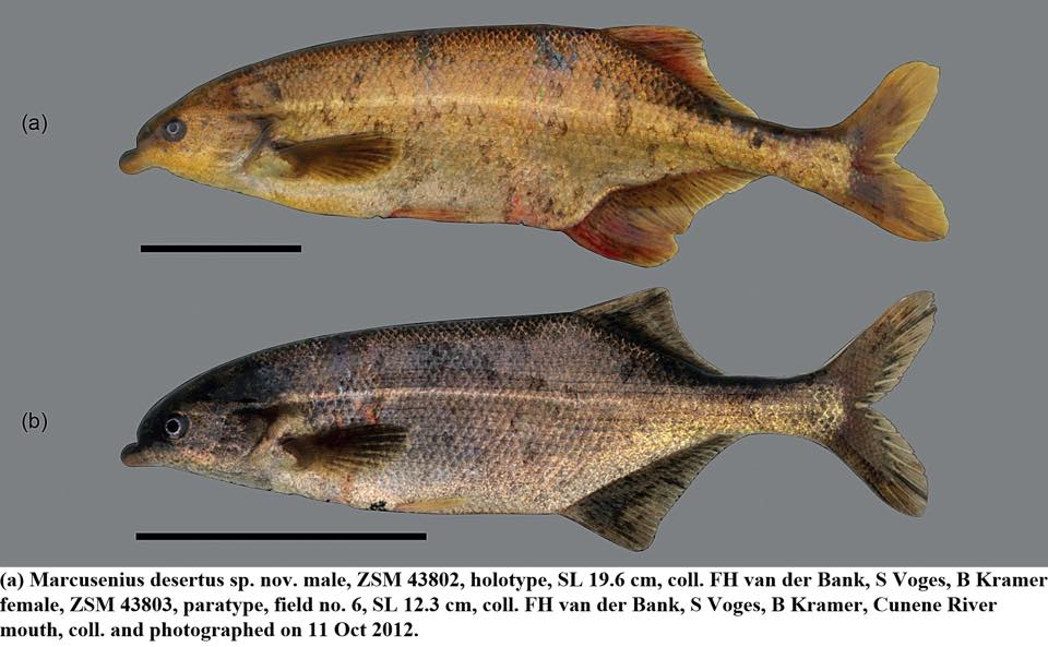 Artes de Pesca: ACTINOPTERYGII