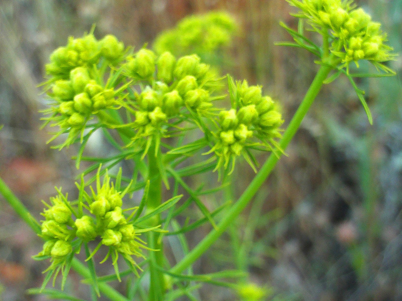 Herbari remeier: Ruda: entre déu i el diable