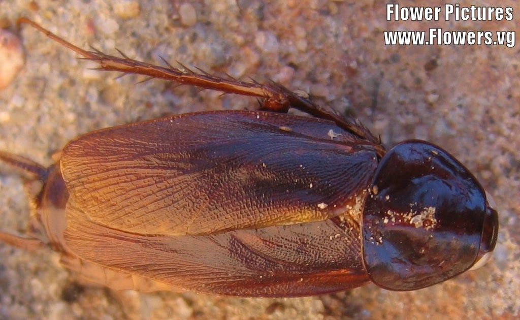 Swing In A Tree: “Roaches”