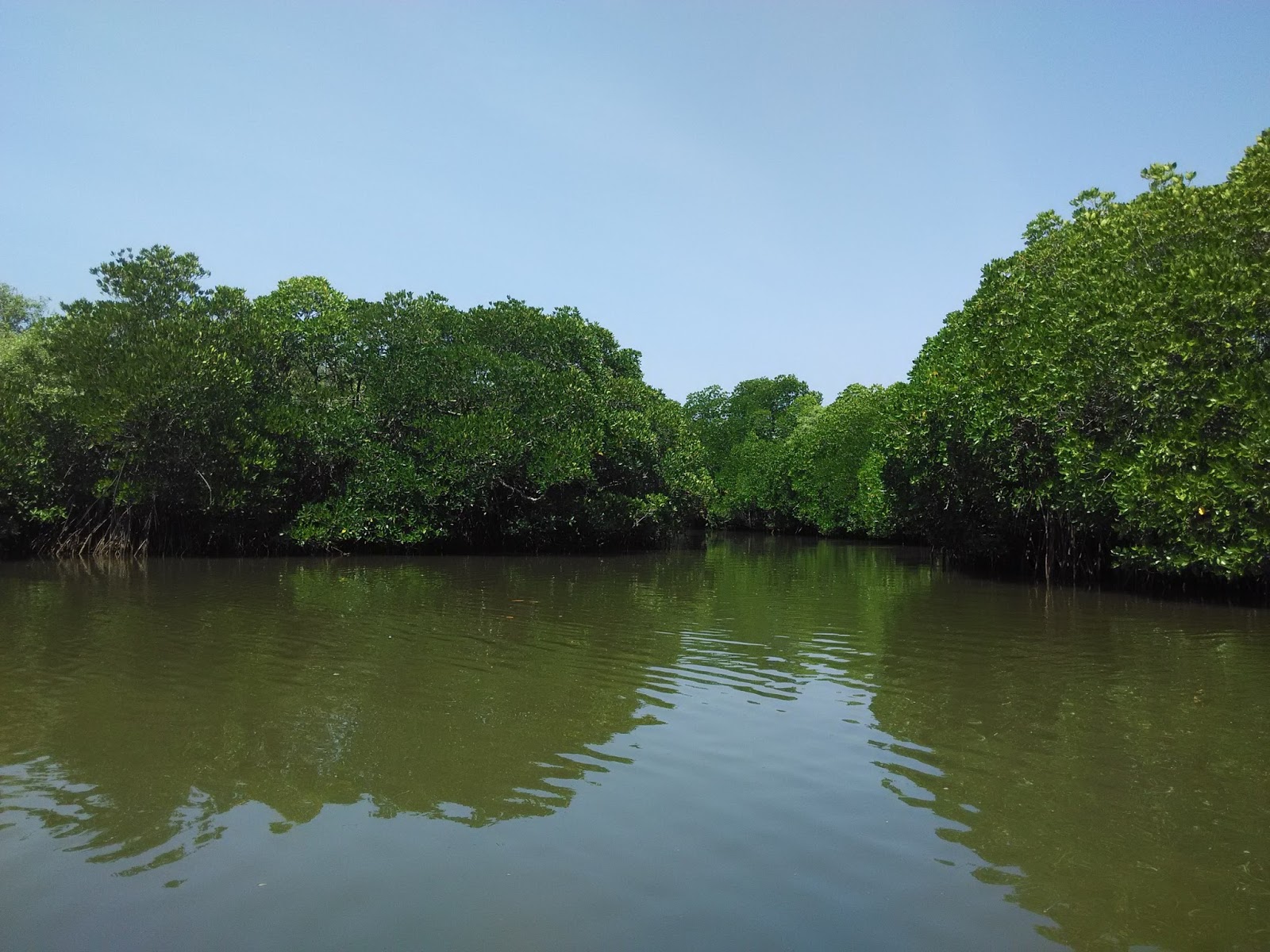 Tamilnadu Tourism: PICHAVARAM