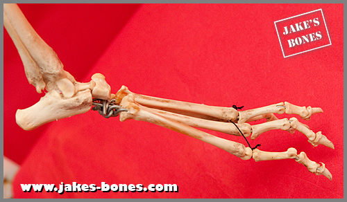 My finished rearticulated fox skeleton ! : Jake's Bones