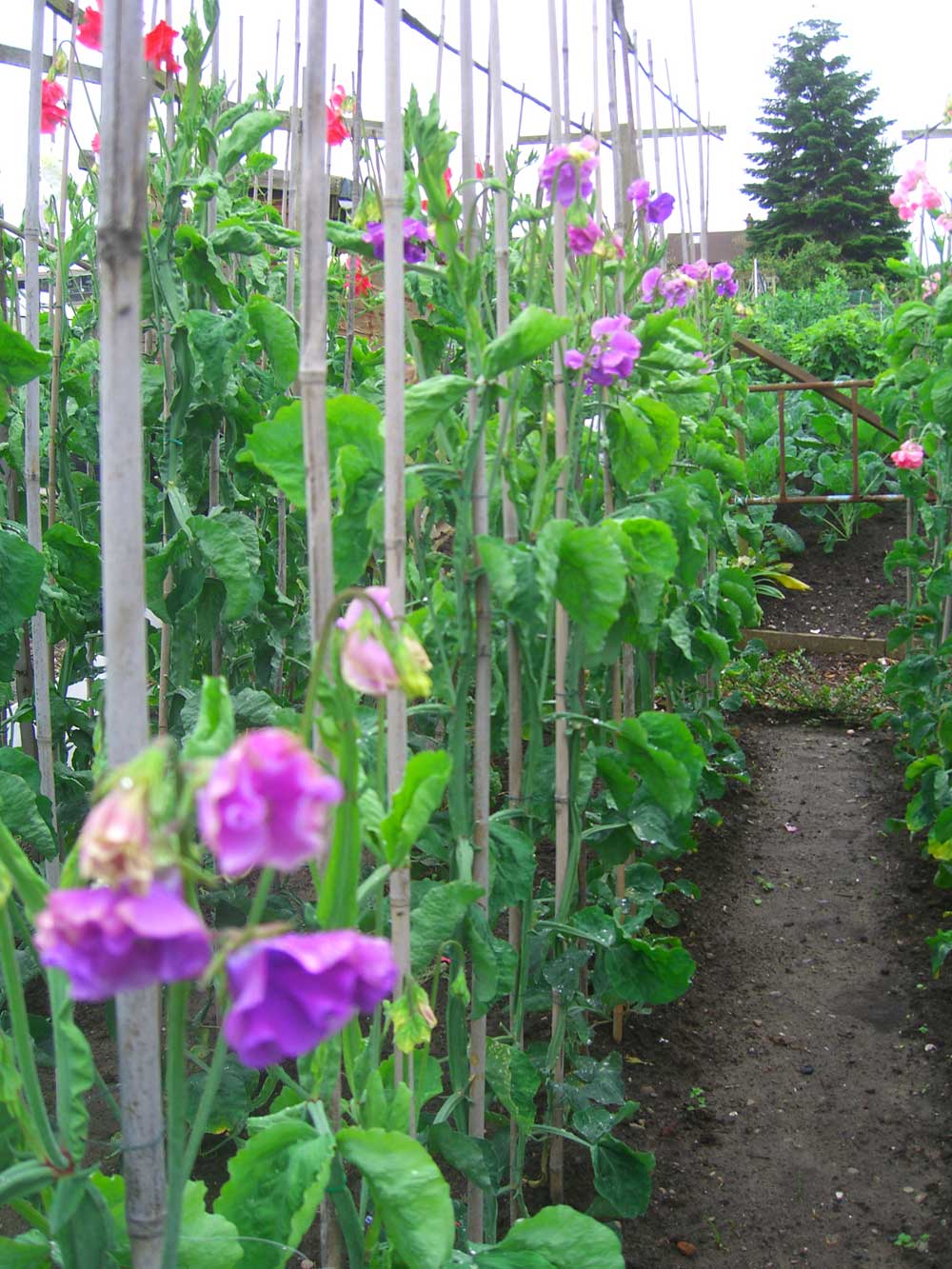 Allotment Garden: Allotment photographs for June/July 2012