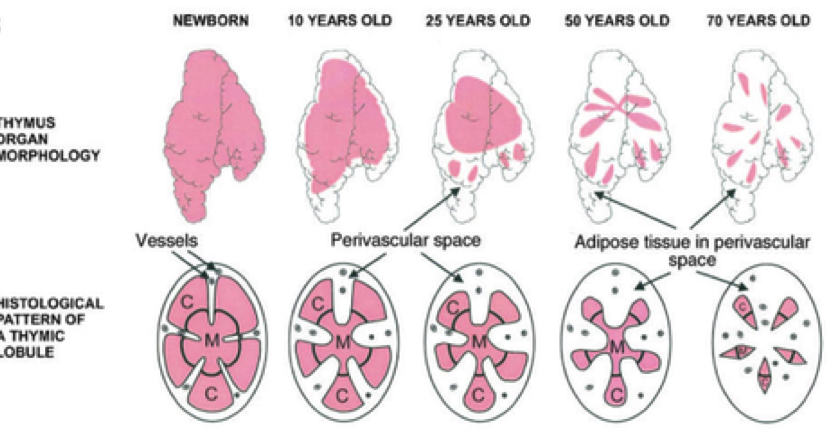 The Endocrine System: Why does thymus gets smaller as we age?