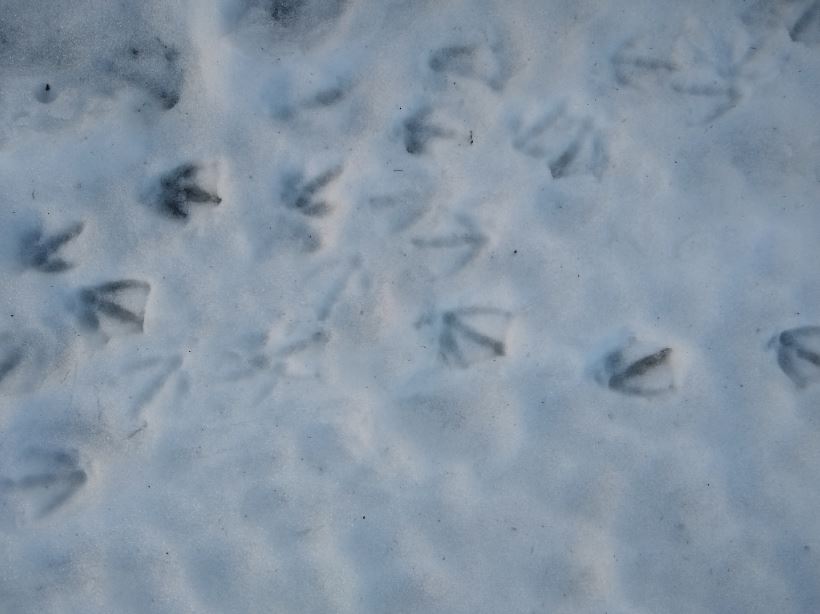 The Woodsman's Journal Online: Turkey or Goose Tracks?