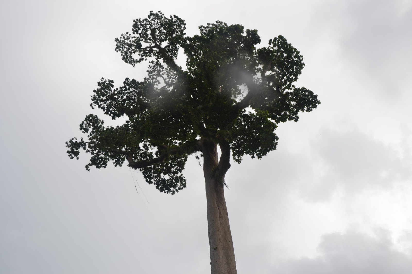 Agusan Del Sur Giant Toog Tree