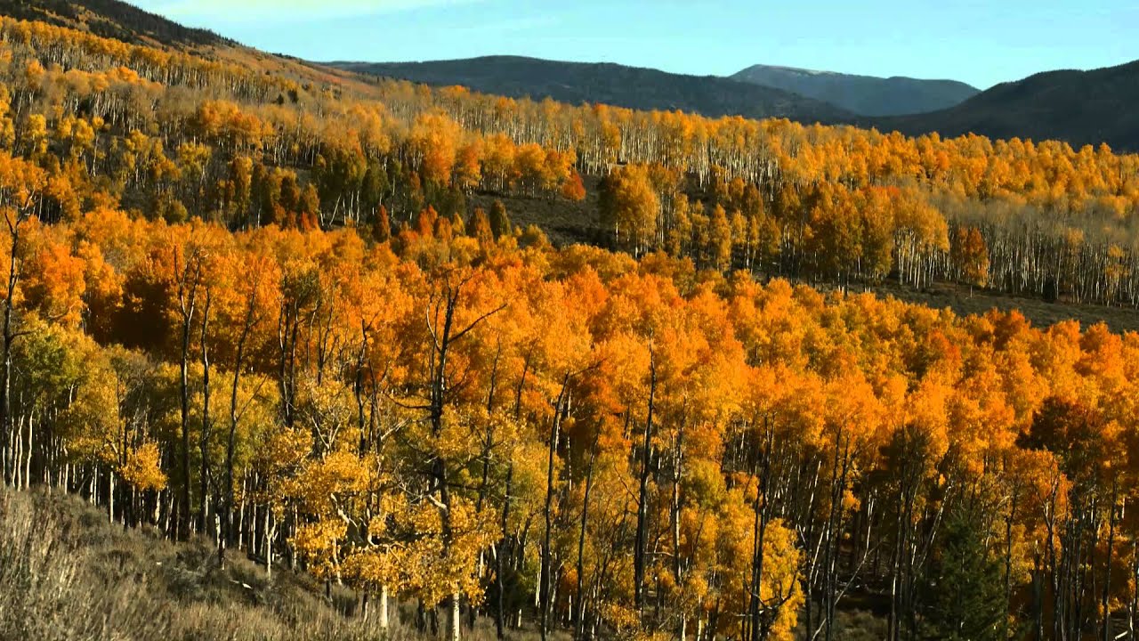 GREEN FOREST: Pando Forest in Utah