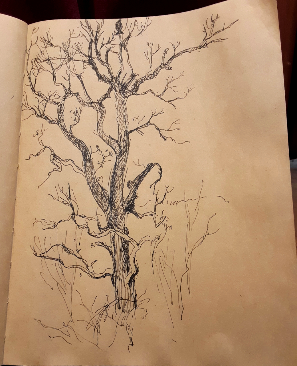Betsy's Bliss Art Blog: Grandmother Hickory Tree in the Mist