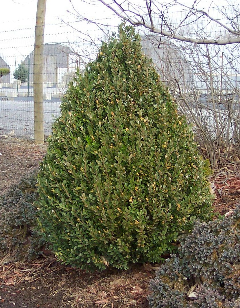 1609-LVPL-HNDKS: PROPOSED LANDSCAPE PLANTINGS