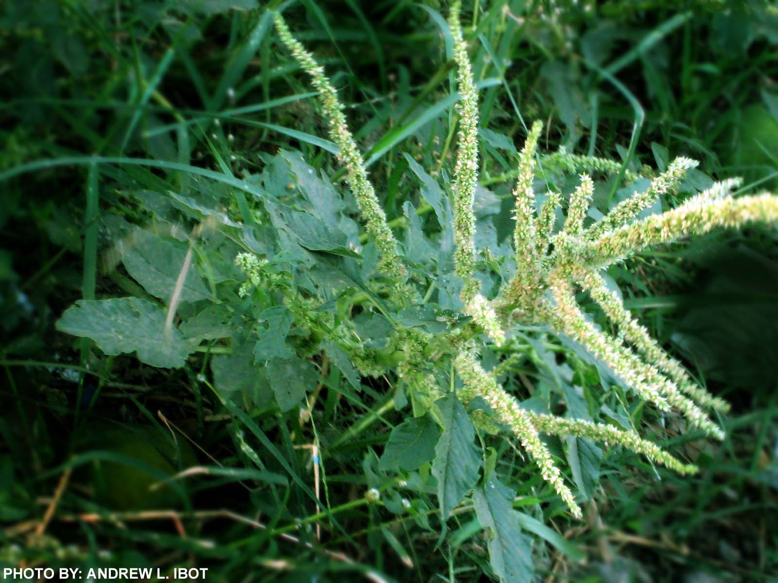 Ako si ANDREW IBOT!: Kulitis - Halamang Gamot / Herbal Medicine