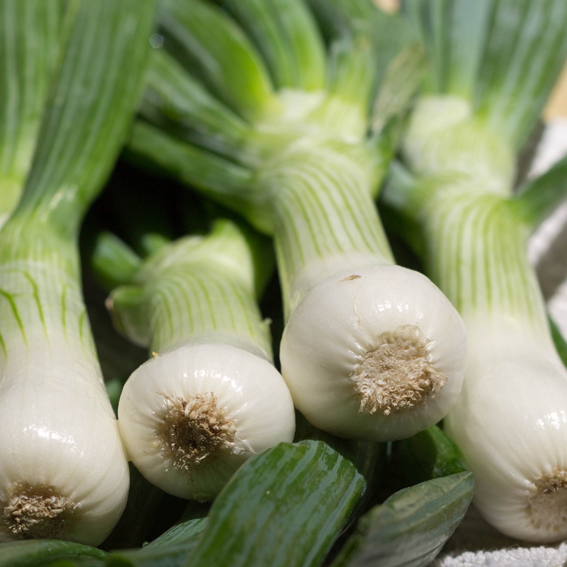 Scallion: 9 Amazing health benefits of Scallion