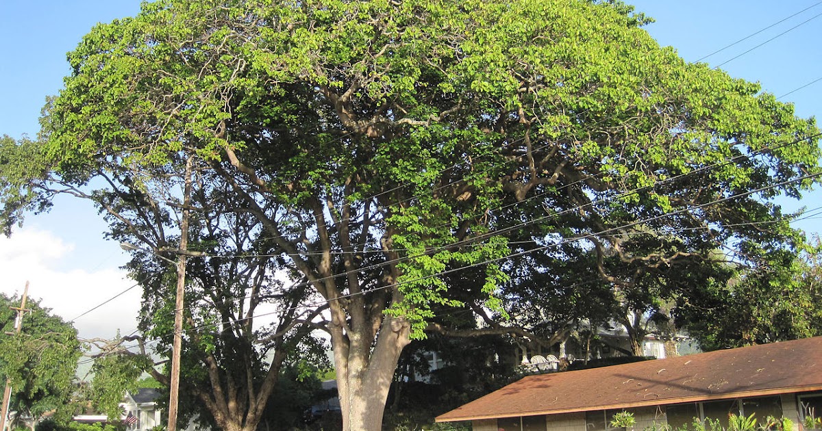 All Flowers Are Beautiful: Possumwood - The Dynamite Tree