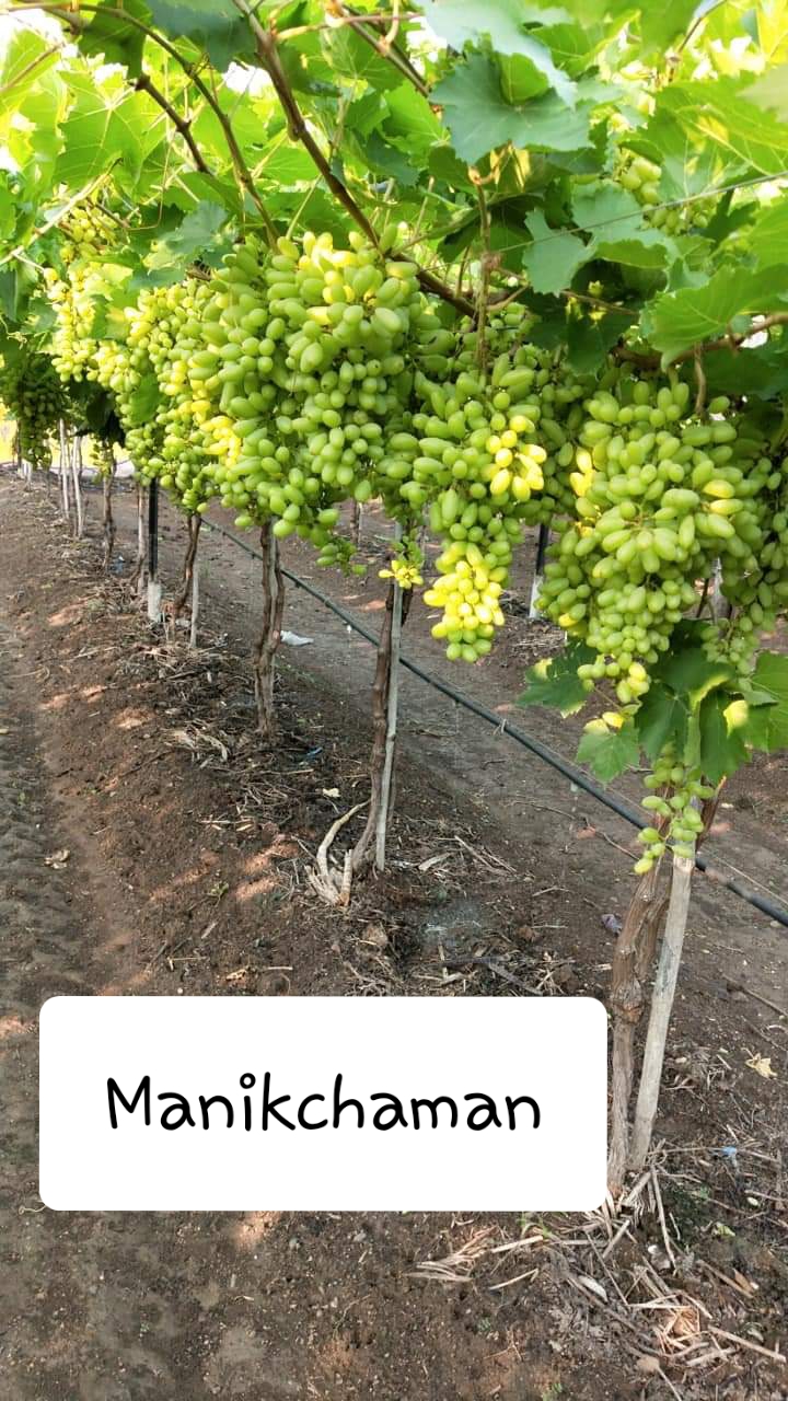 Galeri Foto Buah Anggur India Varietas Manik Chaman