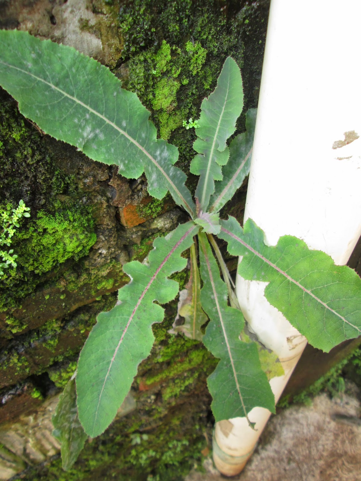 Cinta Tanaman Indonesia: Sonchus Arvensis L (Tanaman Tempuyung)