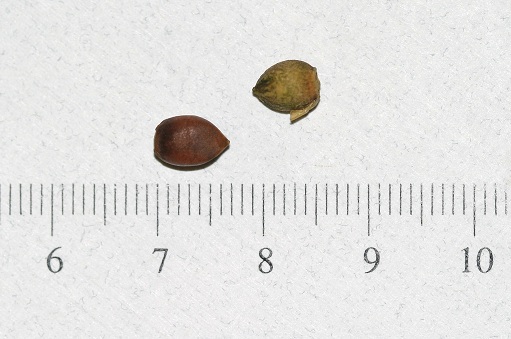 Fruit Seeds of Southern Michigan: Taxus spp.-- Yews