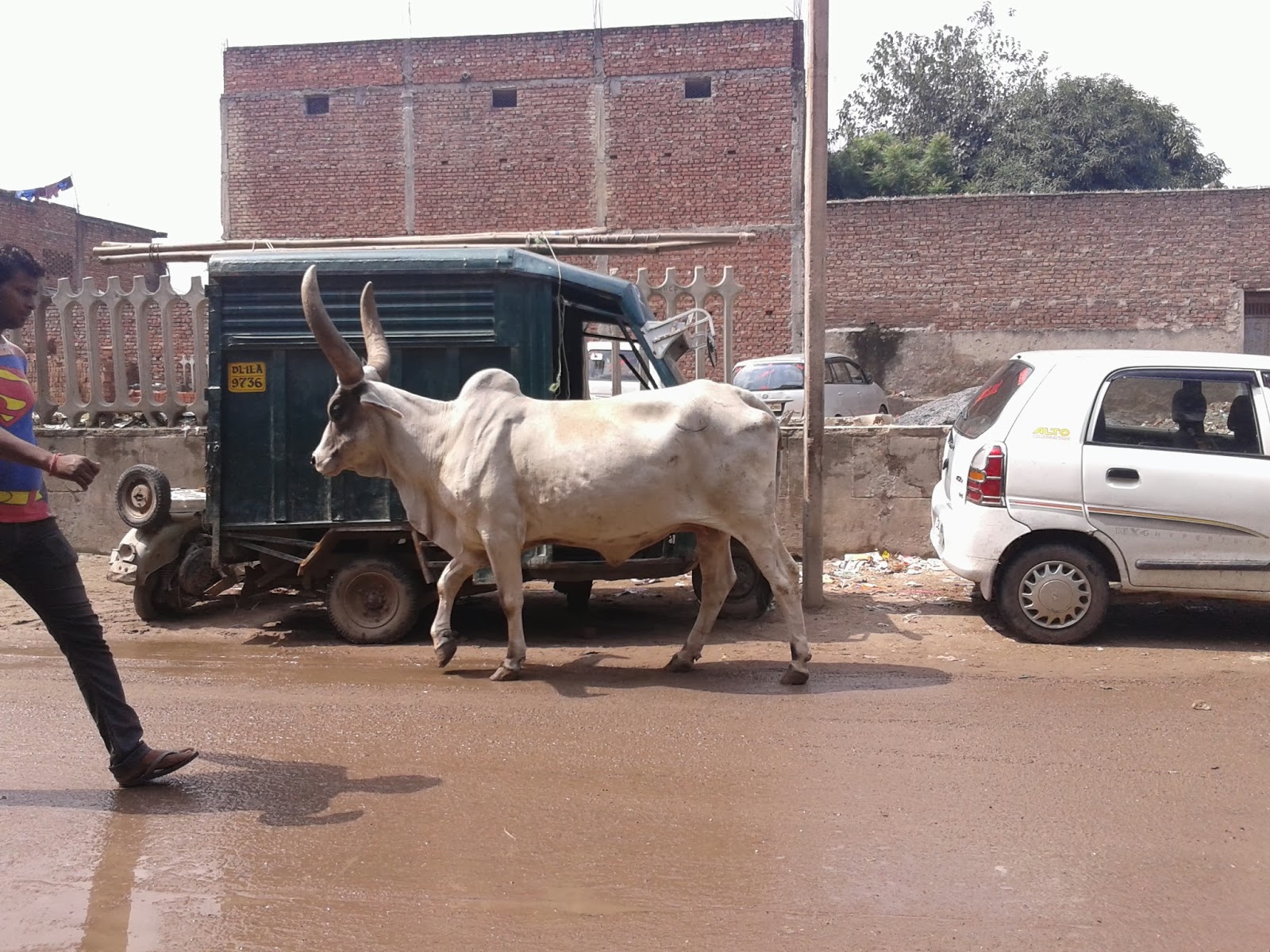 Cow in Delhi ~ Delhi Photo Gallery