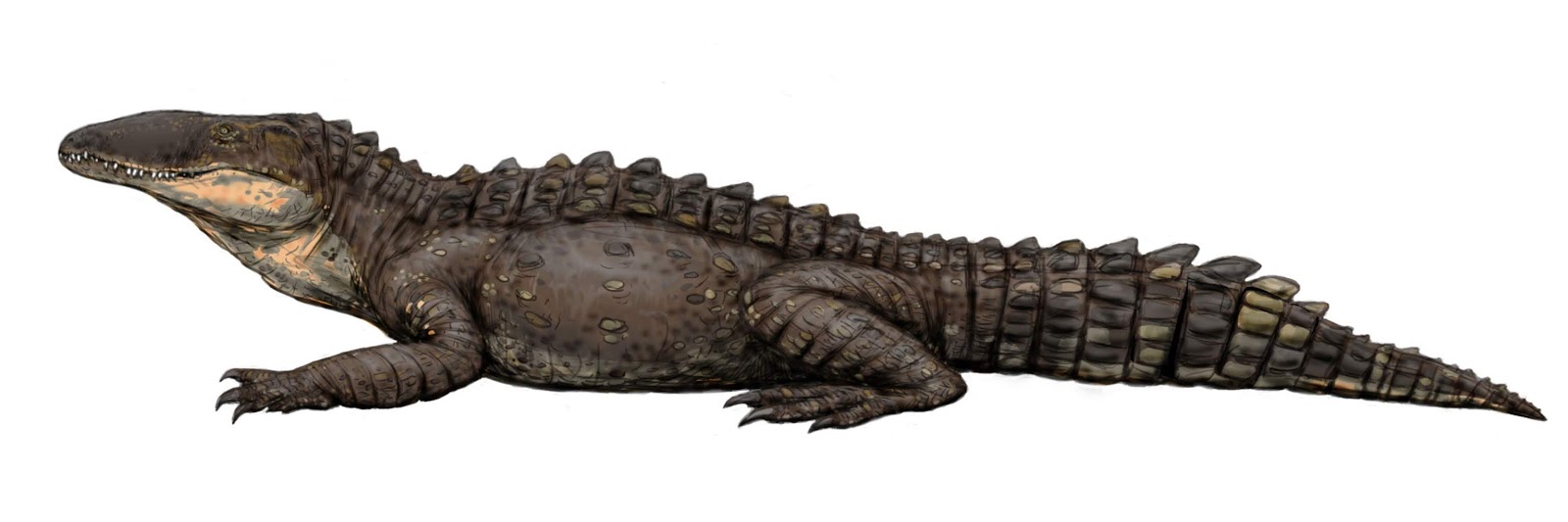 a mesozoic field guide: The Crocodylomorphs