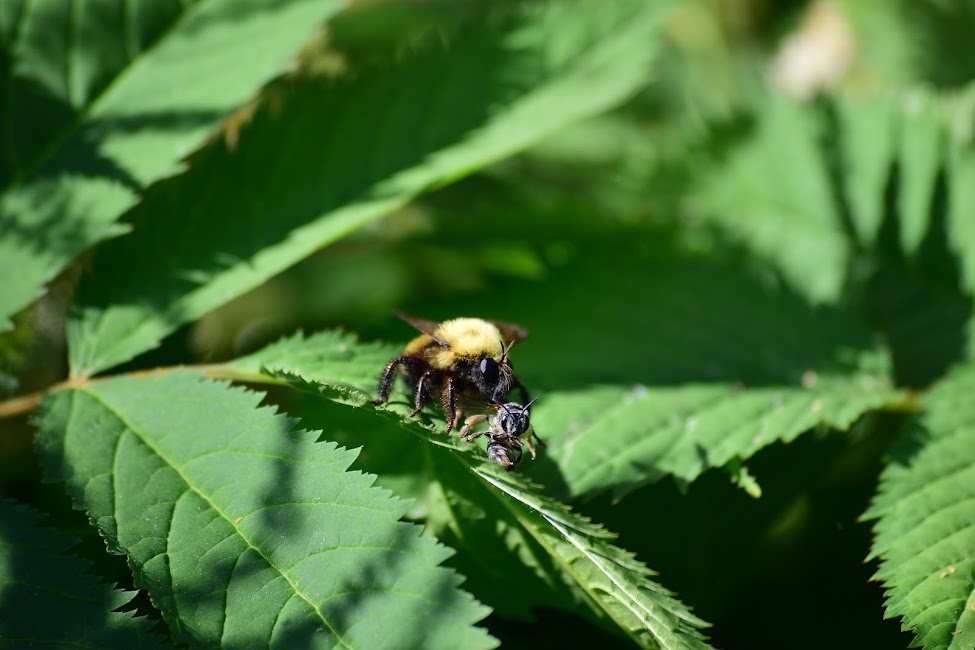 Jericho, Vermont Photos: Jericho, Vermont has cool bugs!