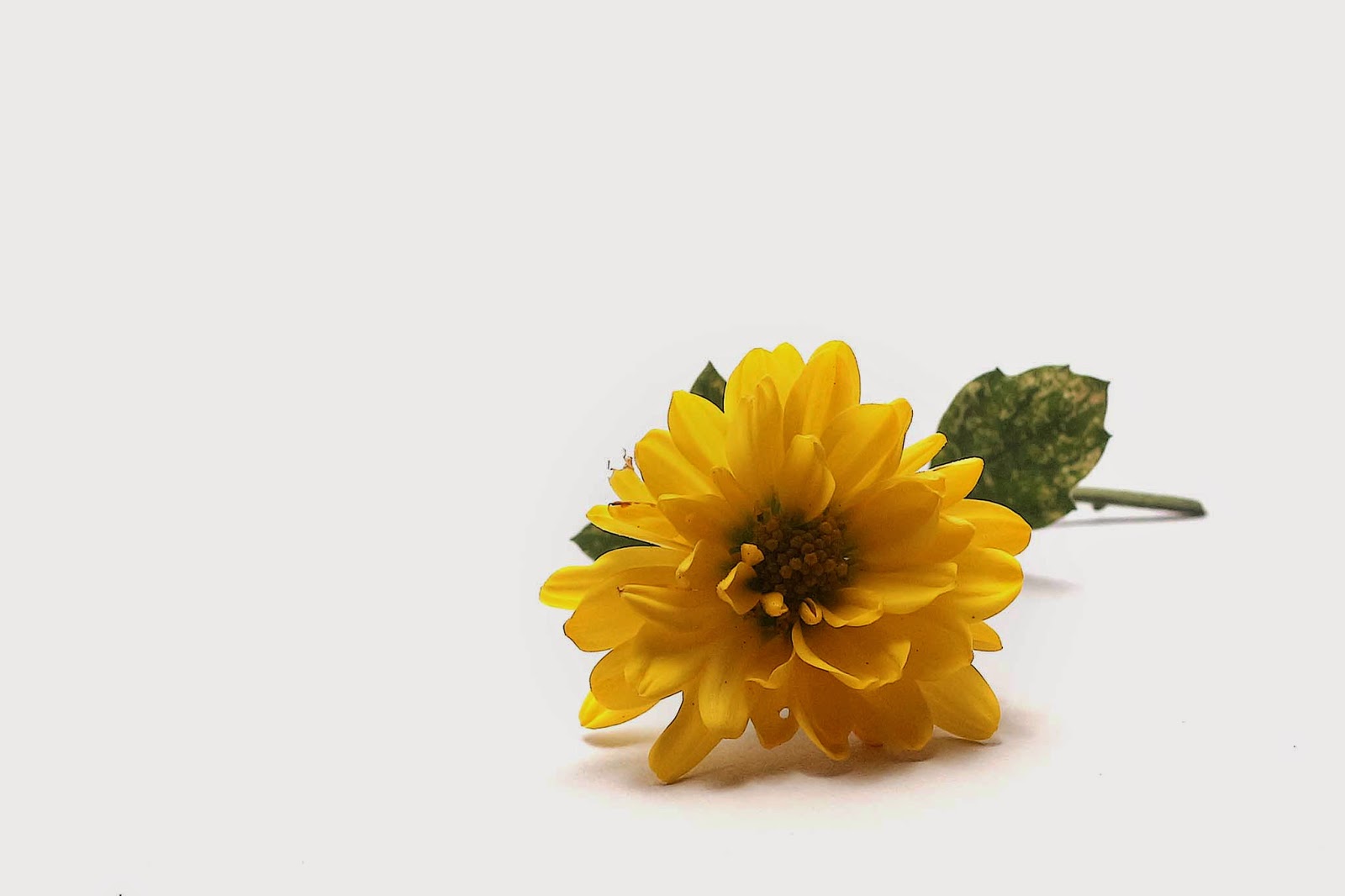 DIY – Light tent கற்றதும்,பெற்றதும் - NITHI ANAND