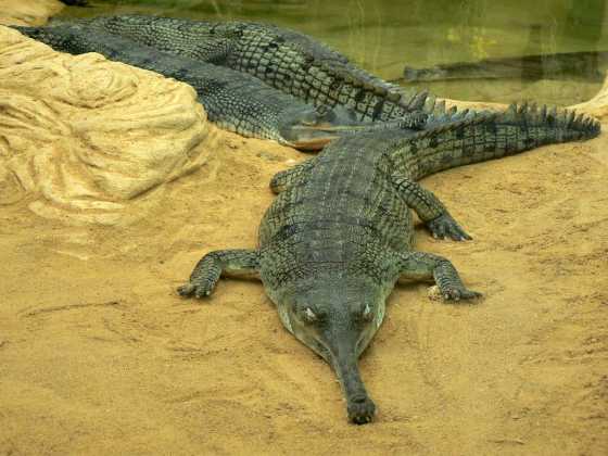 Laberinto en extinción: Gavial (Gavialis gangeticus)