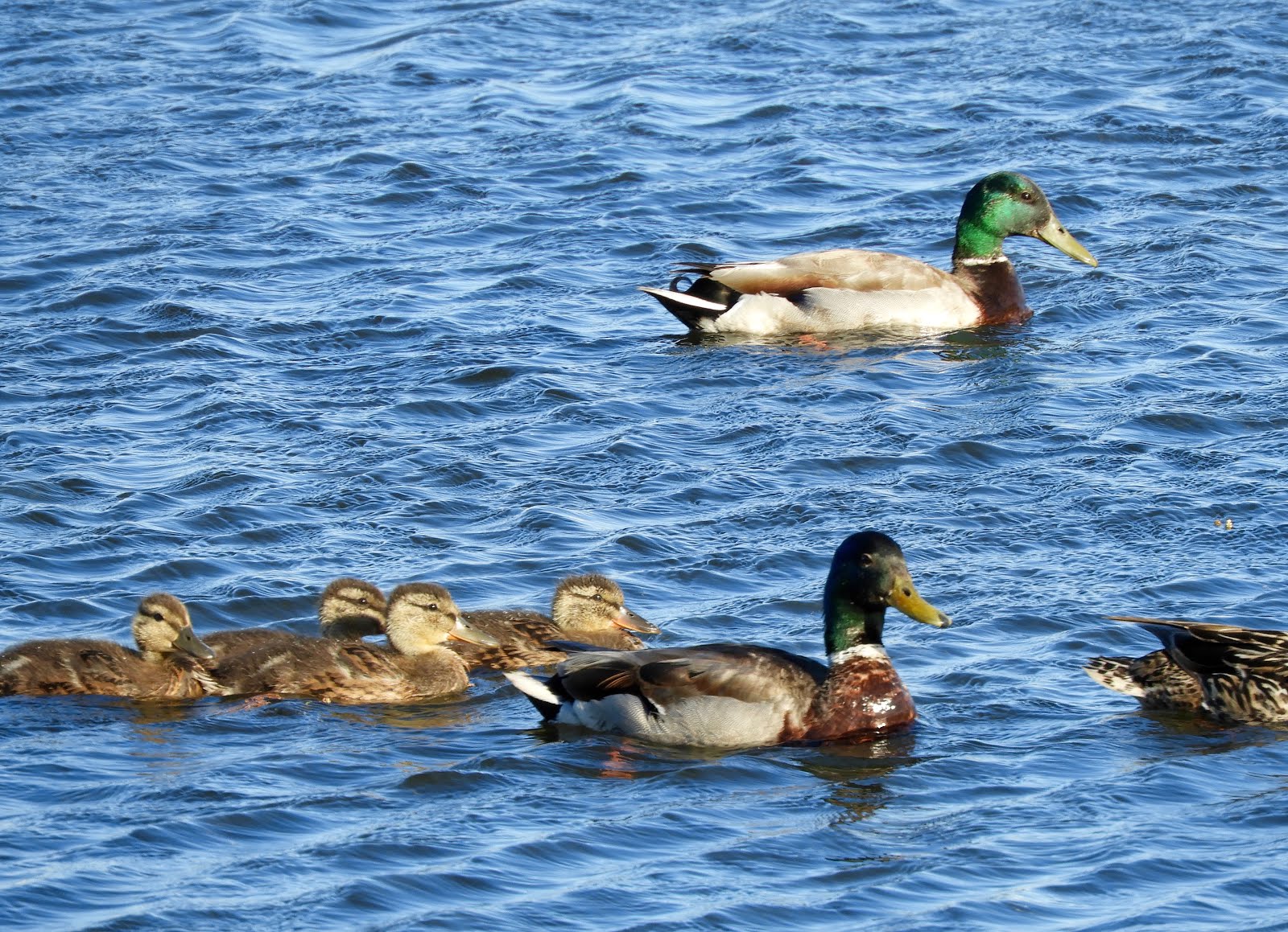 It's All About Purple: Ducklings And Other Things