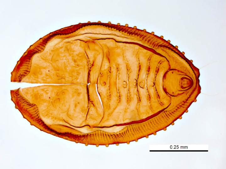 INSECTOS DE P.R. In Memoriam Dr Luis F Martorell y Dr Alain Liogier ,DR ...