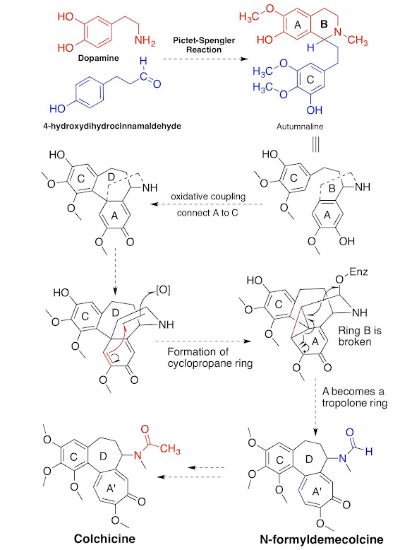 Science: Mitotic Poison, Colchicine
