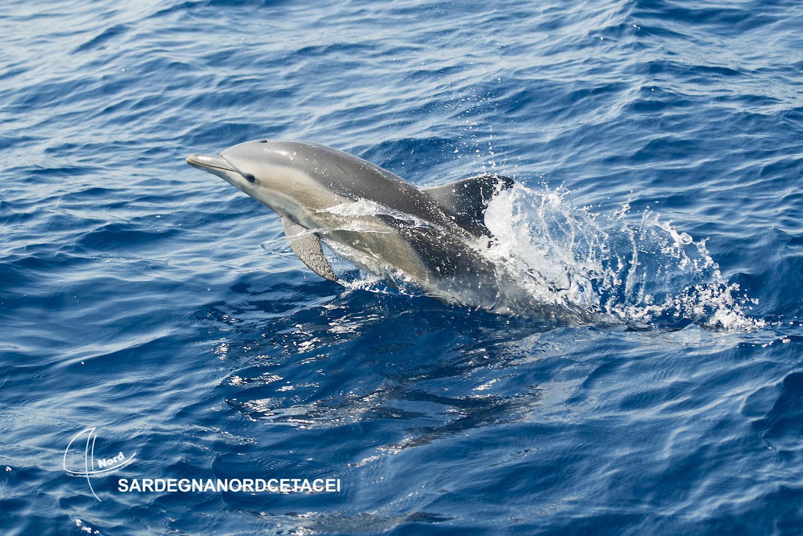 SARDEGNA NORD CETACEI: Avvistamento di 50 esemplari di Delfino comune