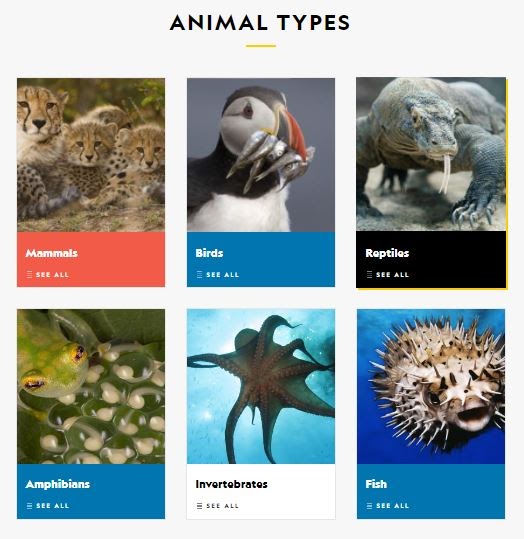 Our Primary Classroom: Animal Research Report 🦁🦍🐯🐺🦊