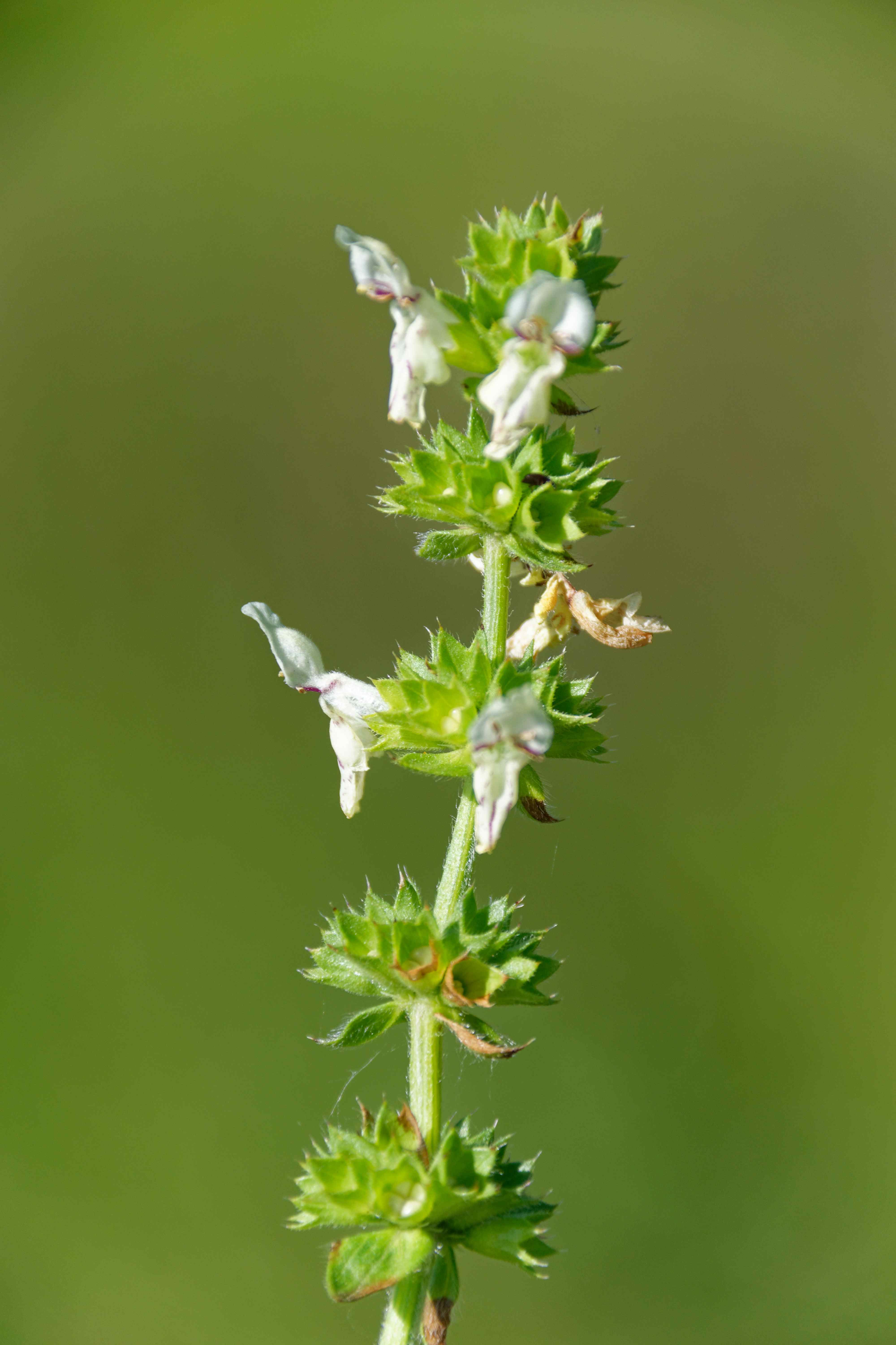 HERBIER: Stachys recta subsp. recta