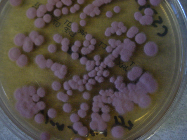 Sustainable Mycology: Tritirachium spp.