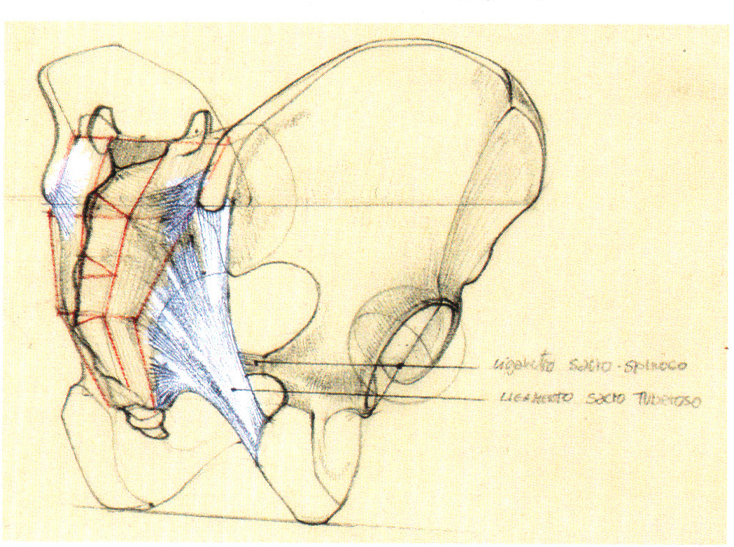 Foundation Figure: Day 3, pelvis