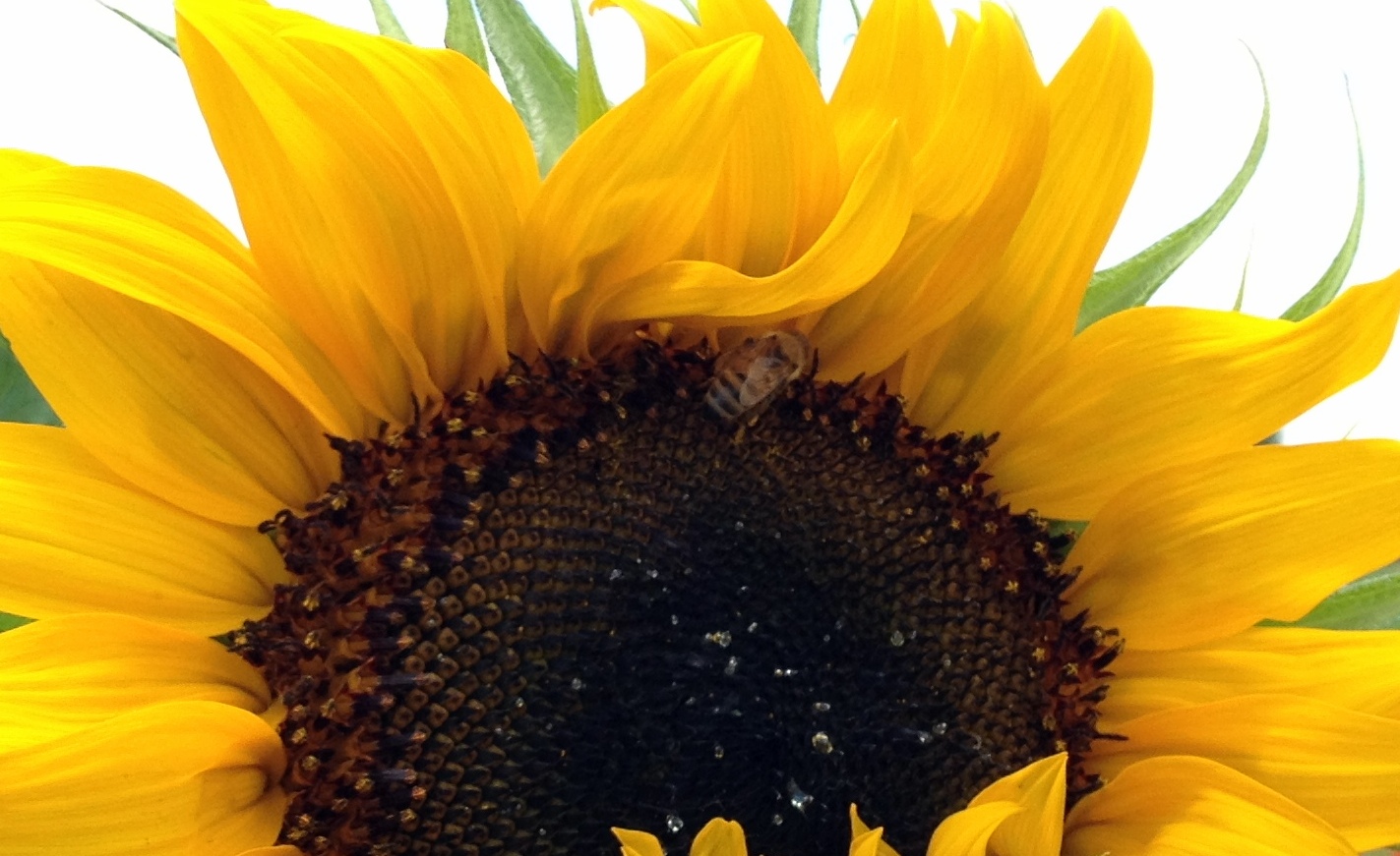 The Inconsequential Blogger: Dyeing with Hopi black sunflower seeds