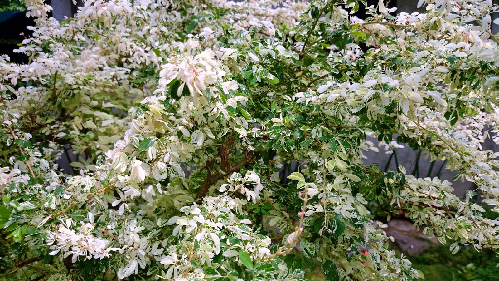 my not so secret garden . . .: Pithecellobium dulce "variegated ...