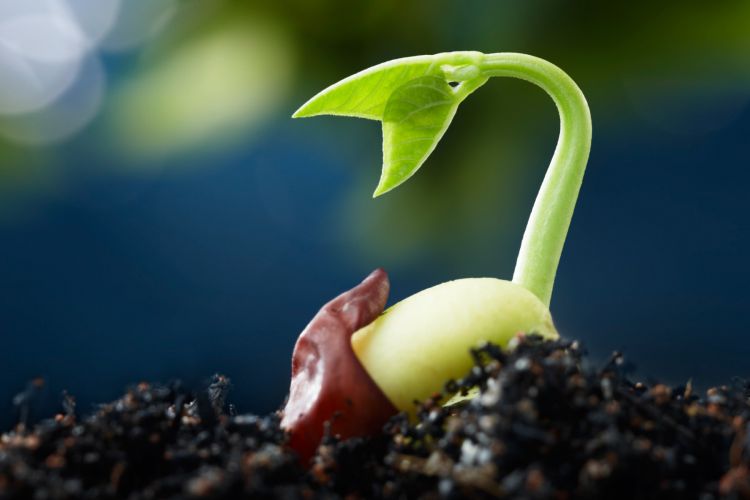 MENANAM POKOK DI SYURGA