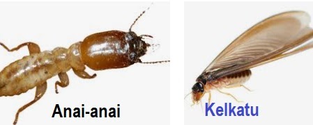 Anim Agro Technology: KELKATU, ANAI-ANAI - CUBA KAWAL (Part 1)