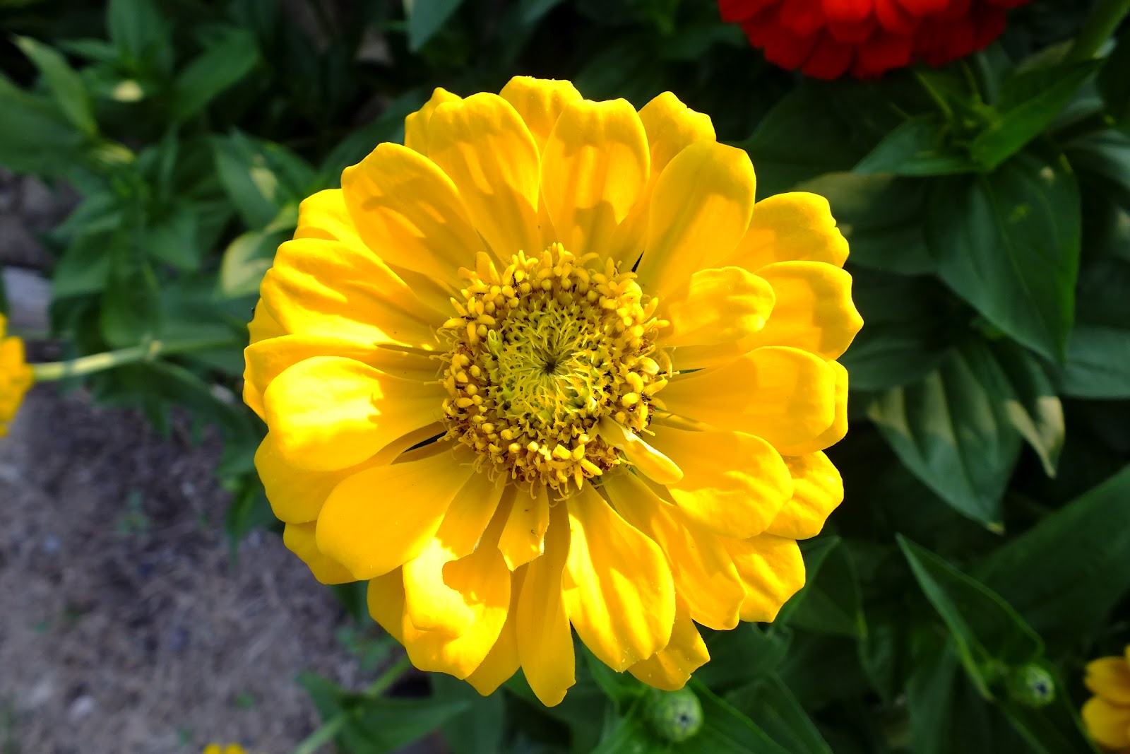 Gene's Garden: Zinnia's