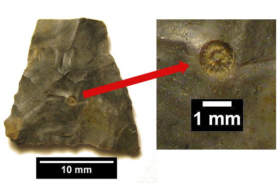 Fossils and Other Living Things: A Point With Multiple Dimensions