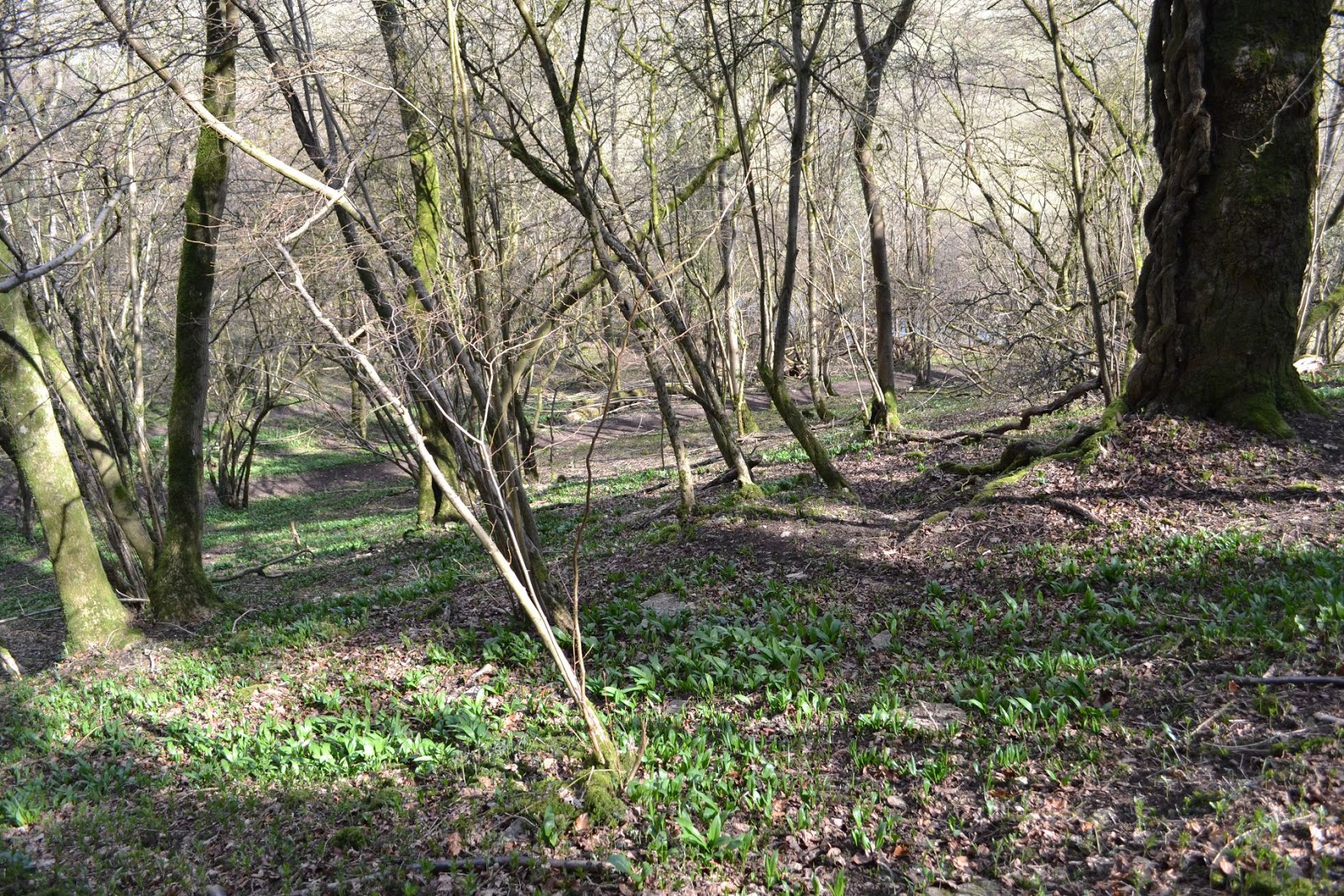 Walks among Flowers: Oxfordshire: Evenlode Valley