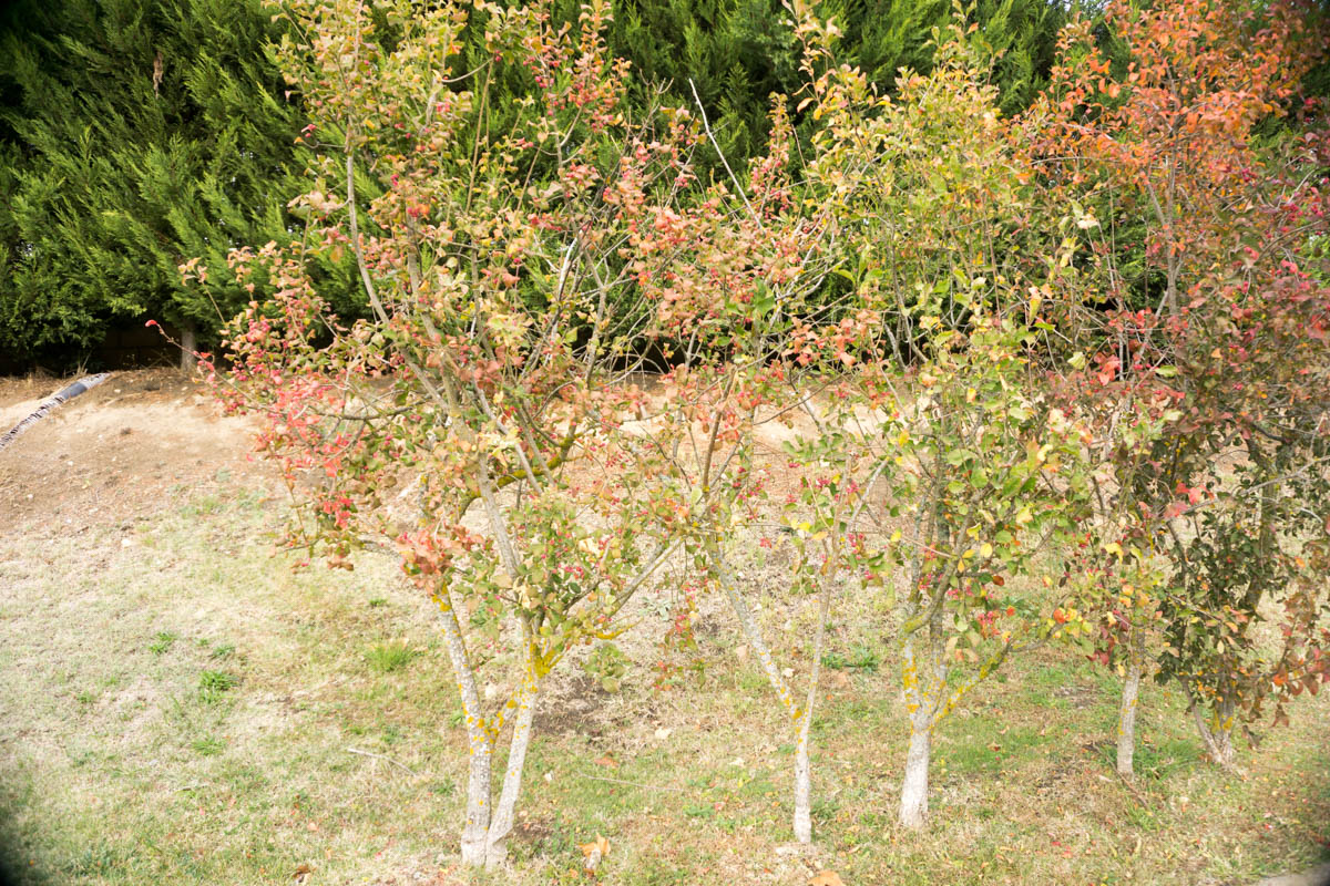 Plantas de Huerta Otea, Salamanca: Bonetero, bonete de cura (Euonymus ...