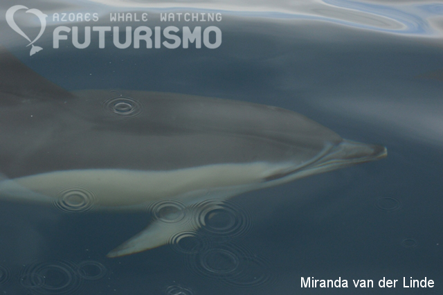 Diving with a manta and devil ray and dolphin watching in the Azores ...