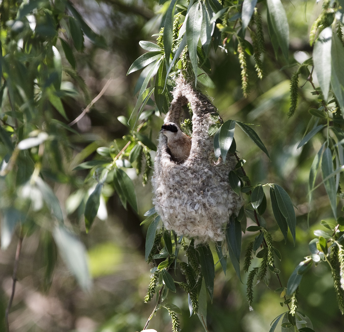 pewit: Penduline Tit