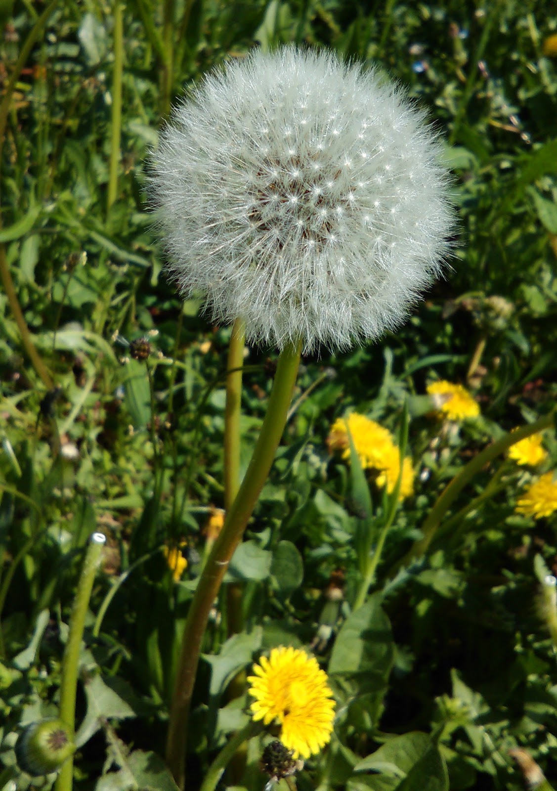 Naturalicious : Regrat