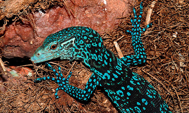 Animals I Admire: Colorful lizard