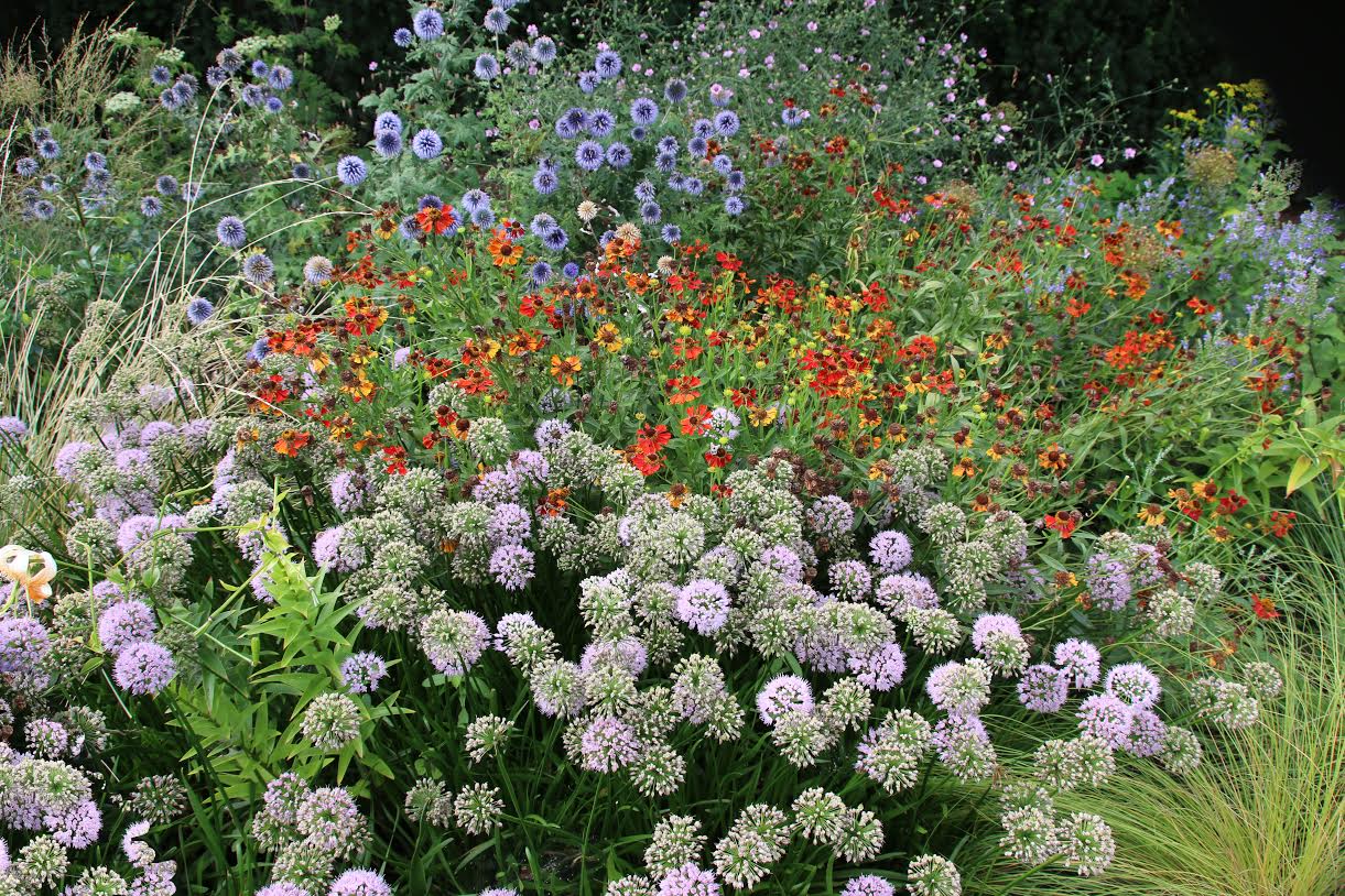 'Millenium' and 'Summer Beauty' Allium flowers - deer resistant!