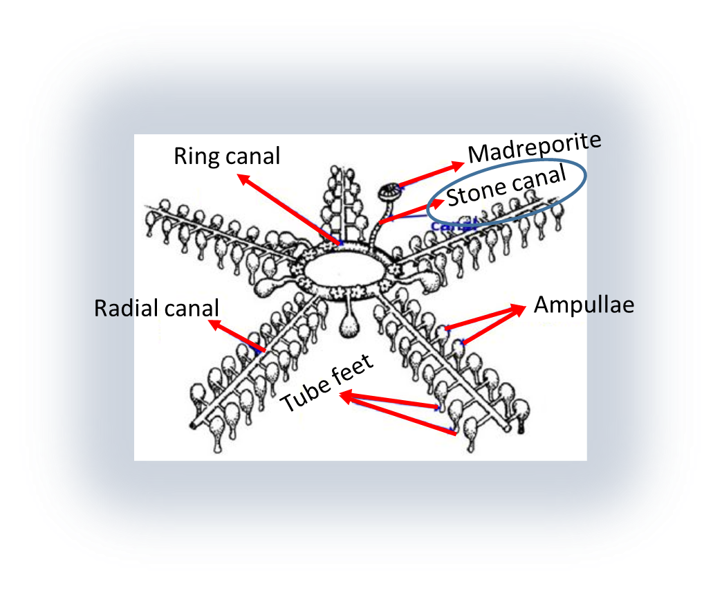 Water Vascular or Ambulacral System of Star Fish ; Asterias
