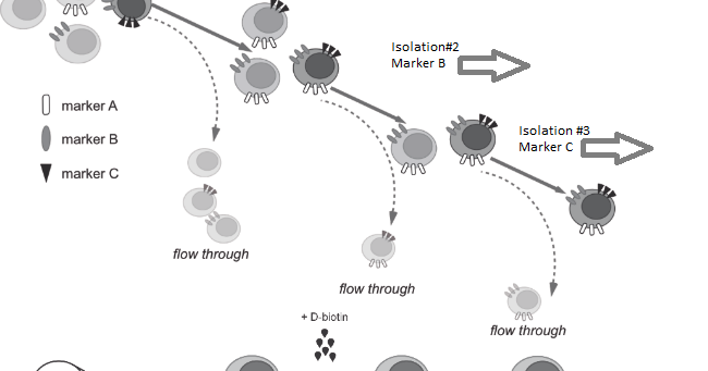 Neuromics: Isolating and Selecting T-Cells