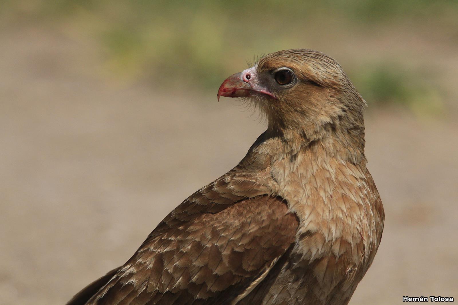 Aves de Argentina: Chimango comiendo una paloma