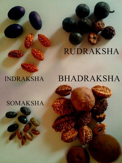 which Rudraksha to wear | Benefits of wearing rudraksha and bhadraksha