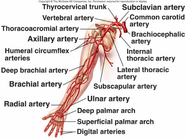Paragon Physiotherapy: Anatomy of the Shoulder