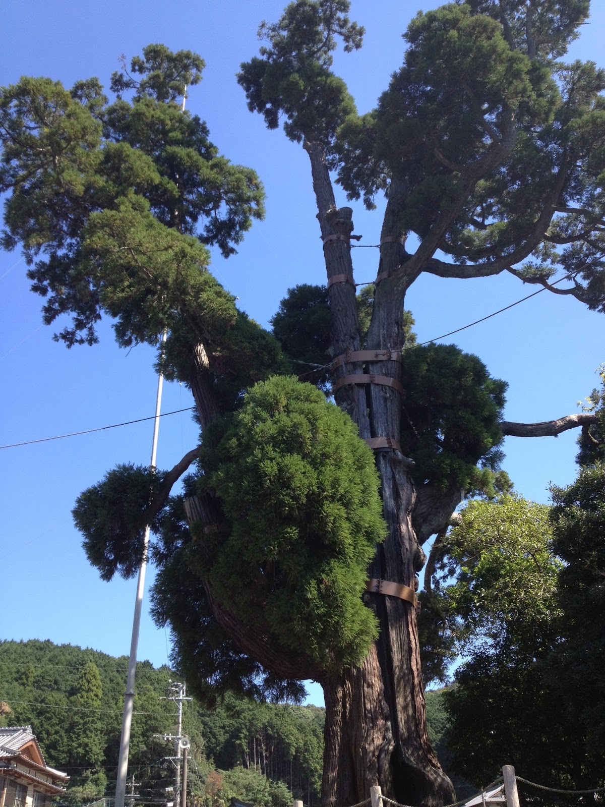 Dream Tours Japan: Giant Cedar Tree: Nagasaki Prefecture